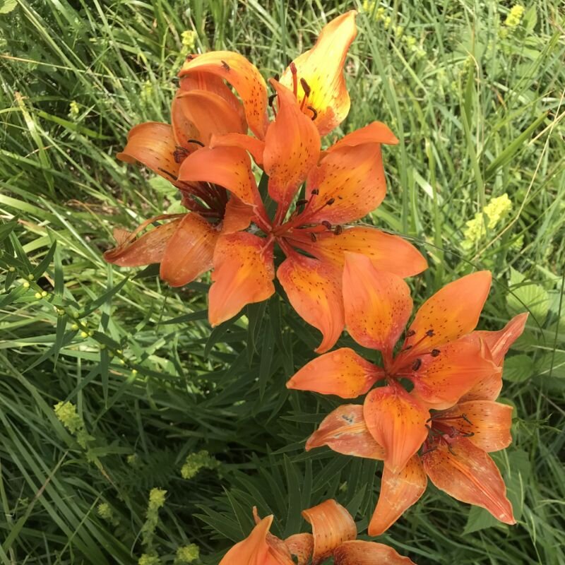 Claut - Scopri il Borgo | Claut - Dolomiti Friulane